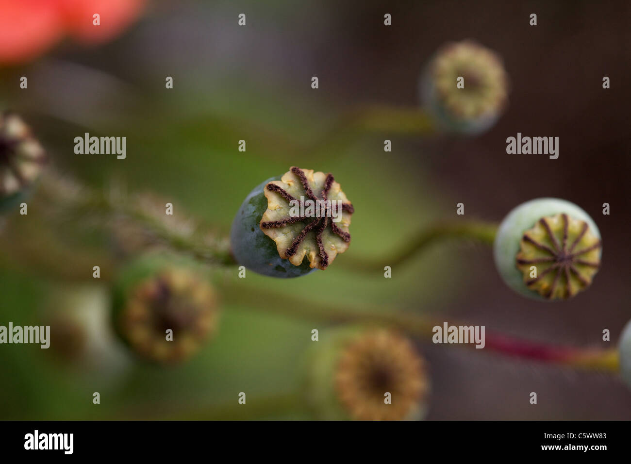 Flower bud pods hi-res stock photography and images - Alamy