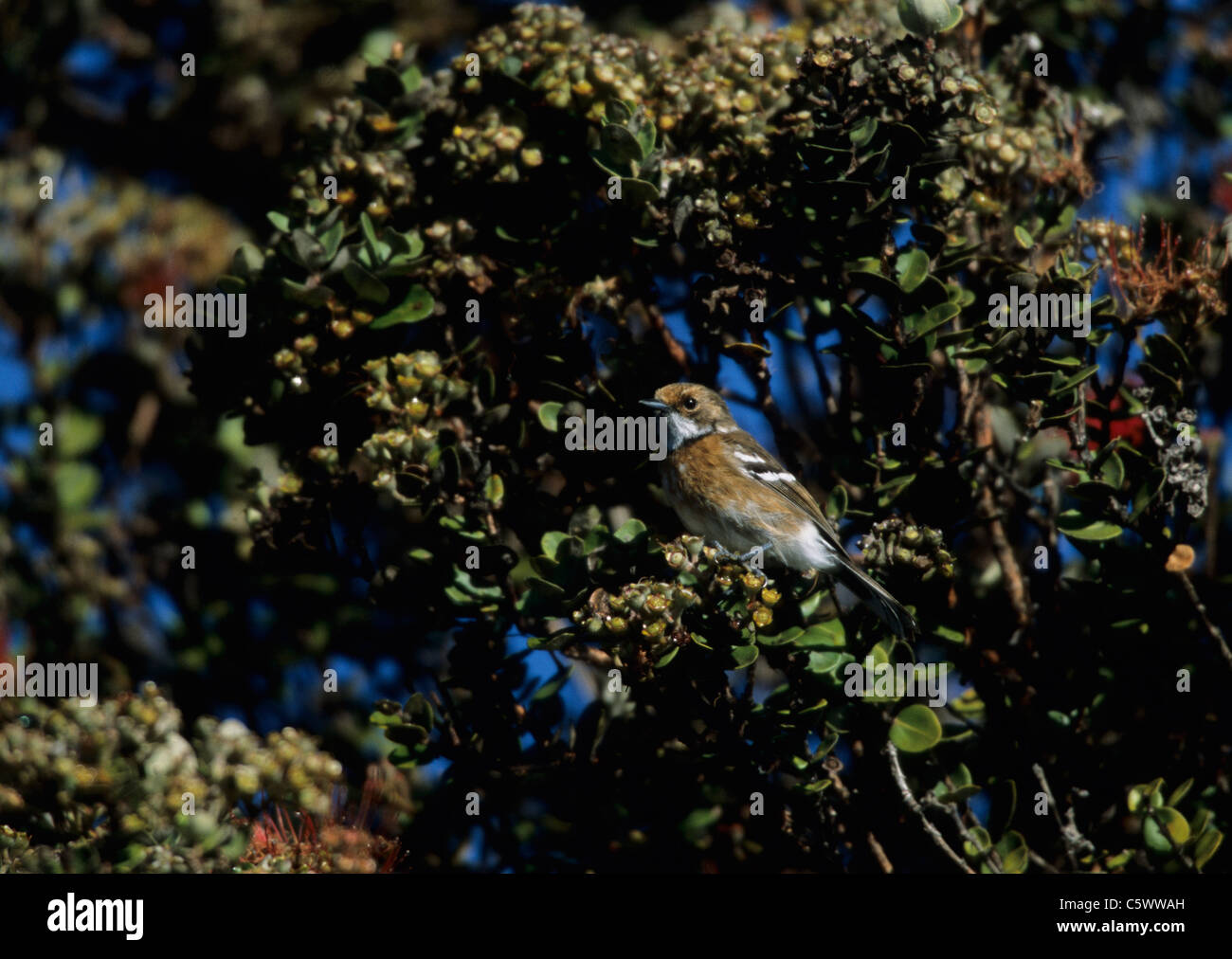 Hawaii elepaio hi-res stock photography and images - Alamy