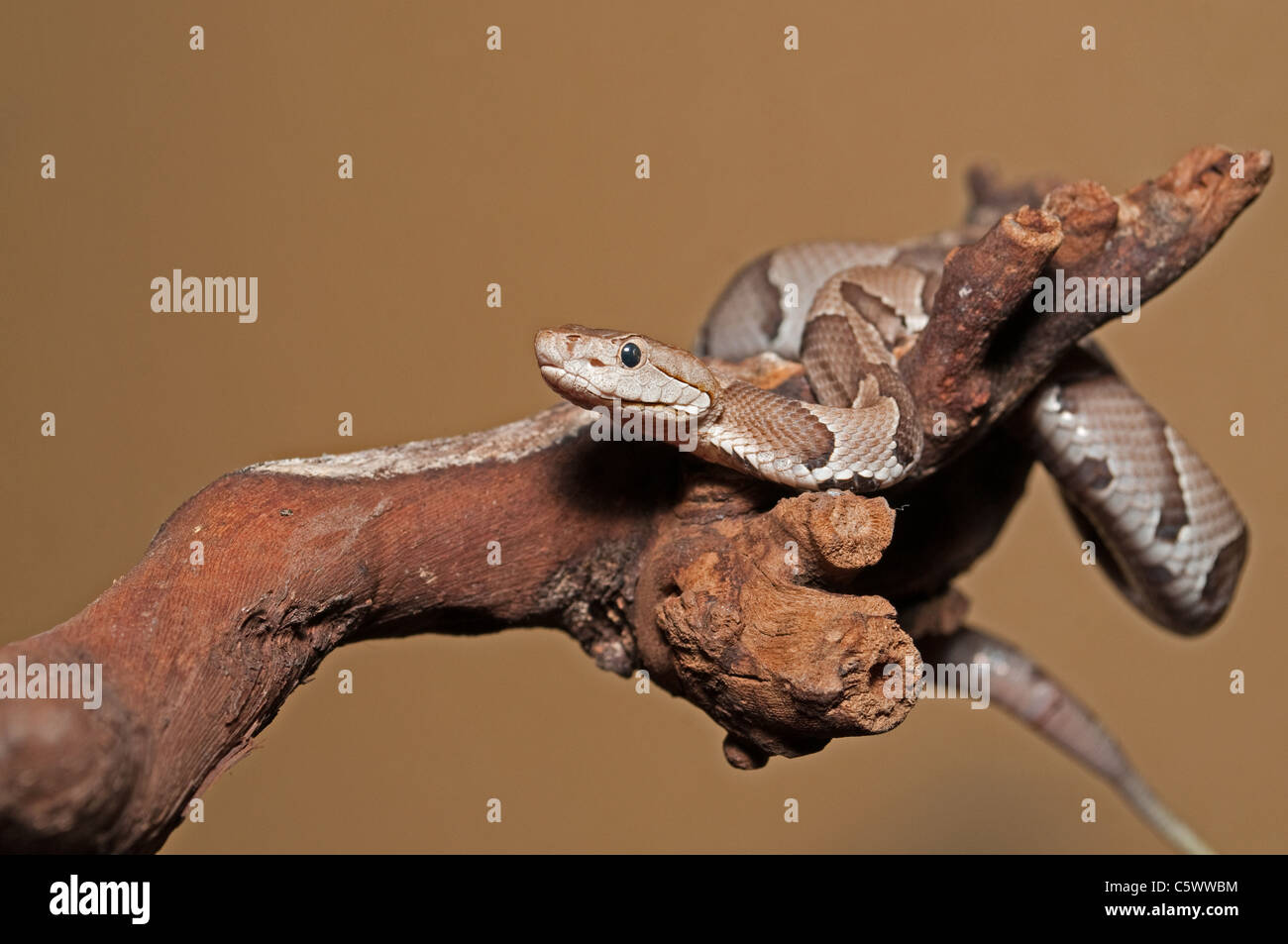 Snake on branch Stock Photo - Alamy