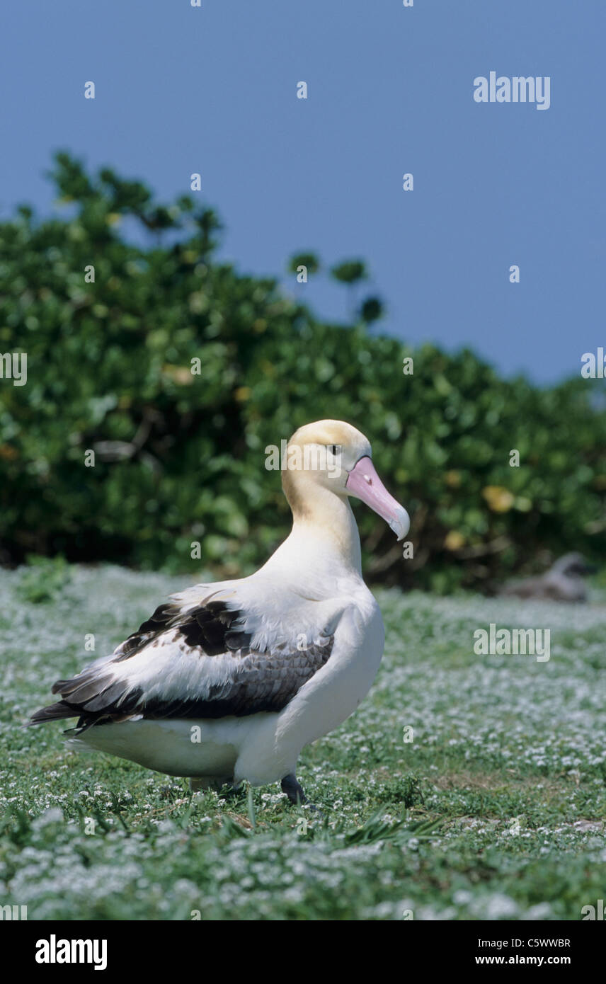 Short Tailed Albatross Stock Photos & Short Tailed Albatross Stock ...