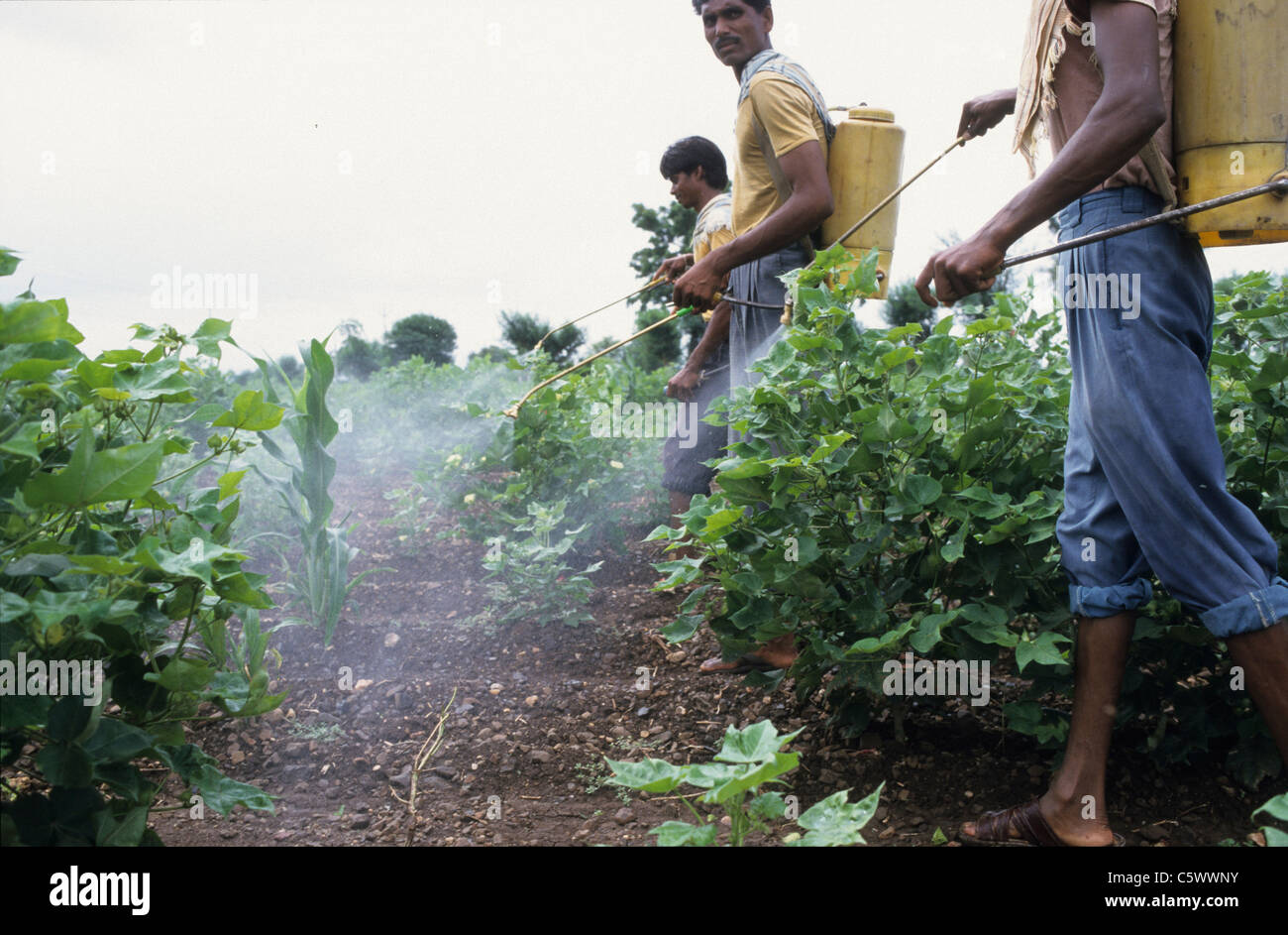 INDIA Madhya Pradesh , farm worker spray a chemical pesticide herbicide ...