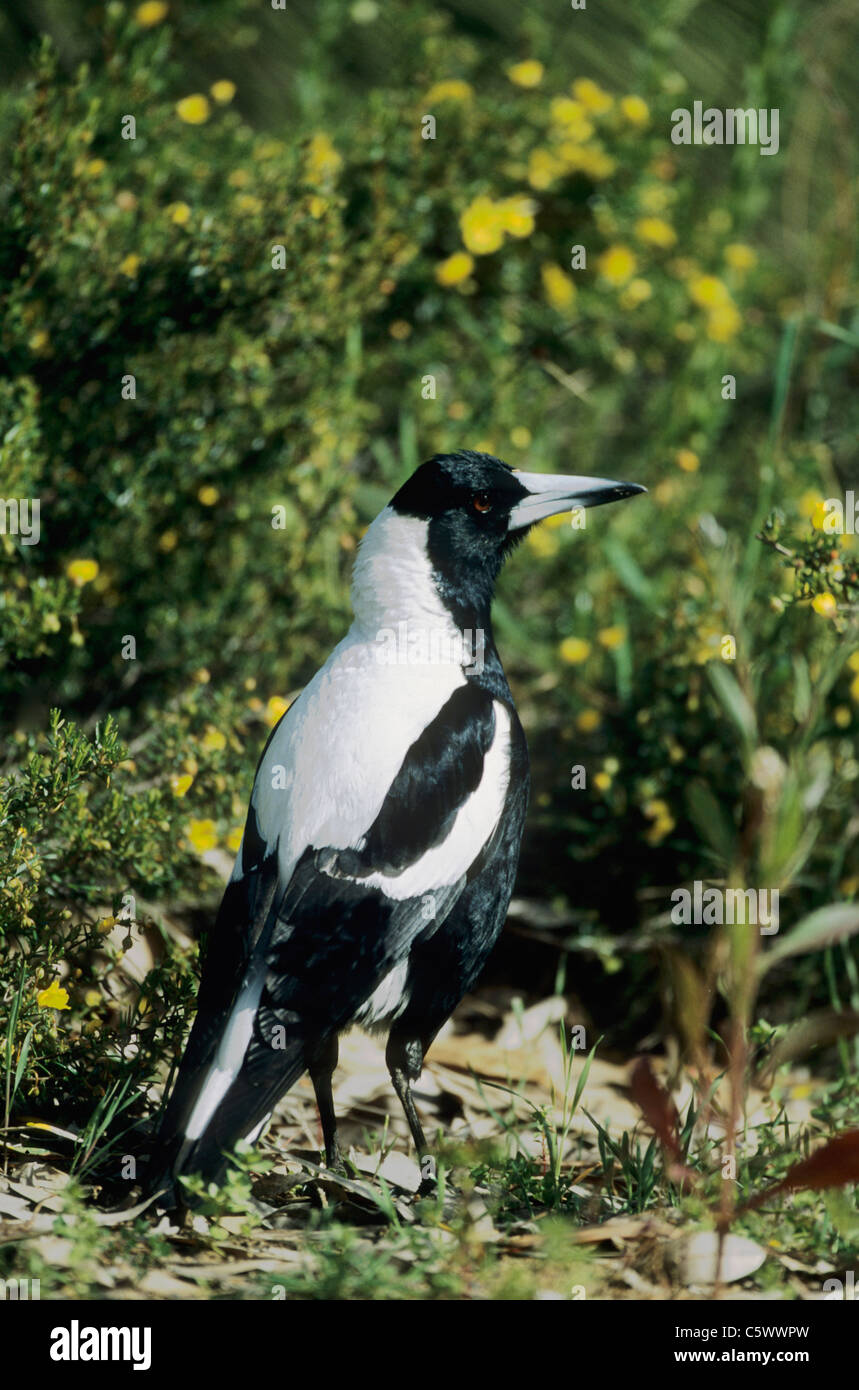 Australian Magpie Gymnorhina tibicen (race dorsalis) Yancep National ...