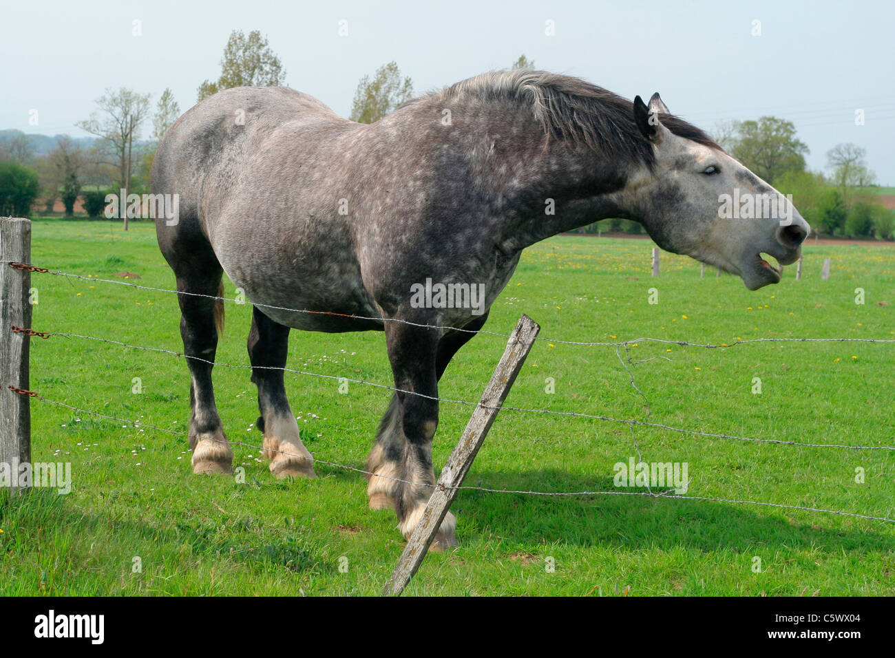 Percheron horse hi-res stock photography and images - Alamy