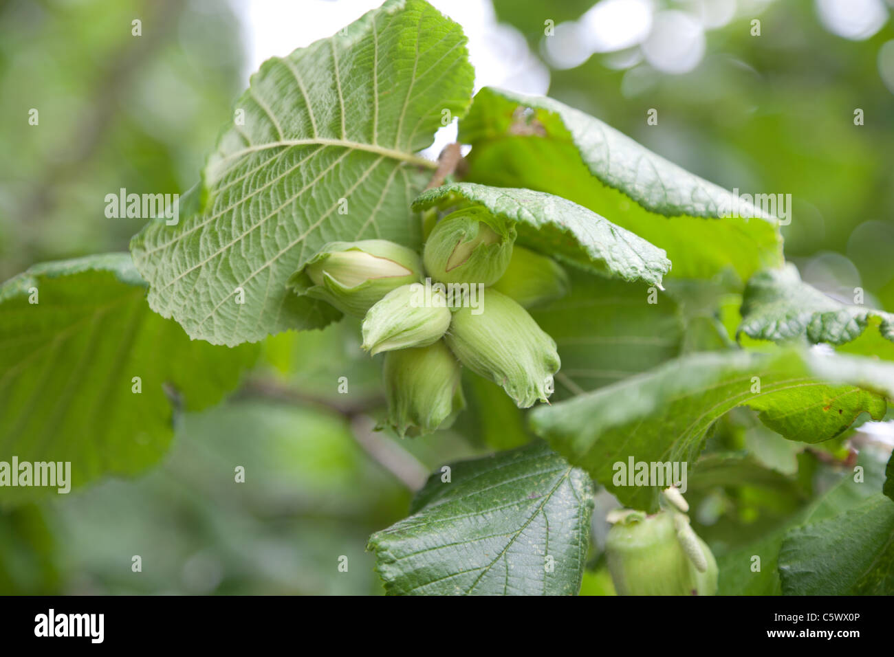 Cobnuts growing on tree in British garden Stock Photo - Alamy