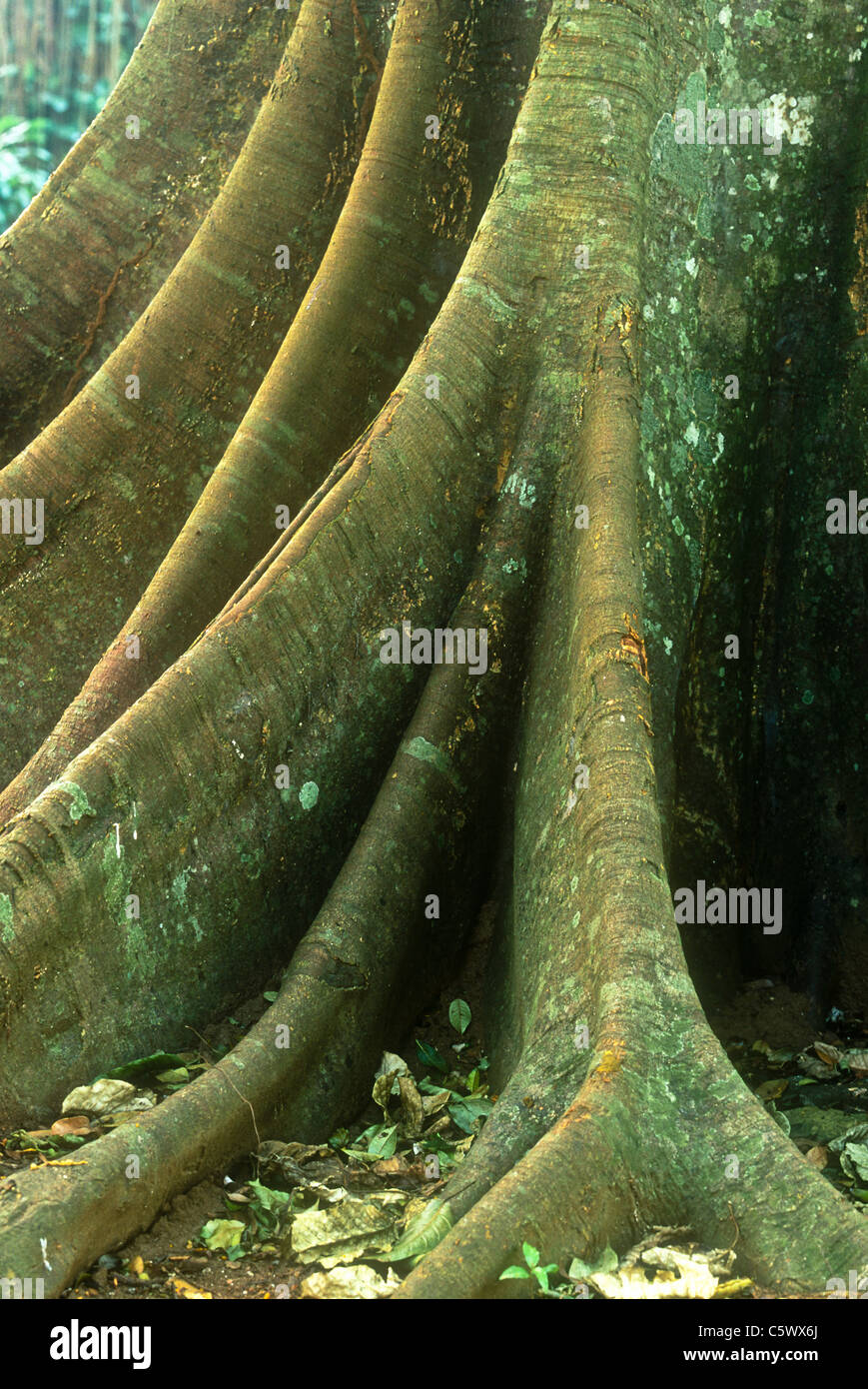 Buttress trunked tree, Ficus species, Sri Lanka Stock Photo - Alamy