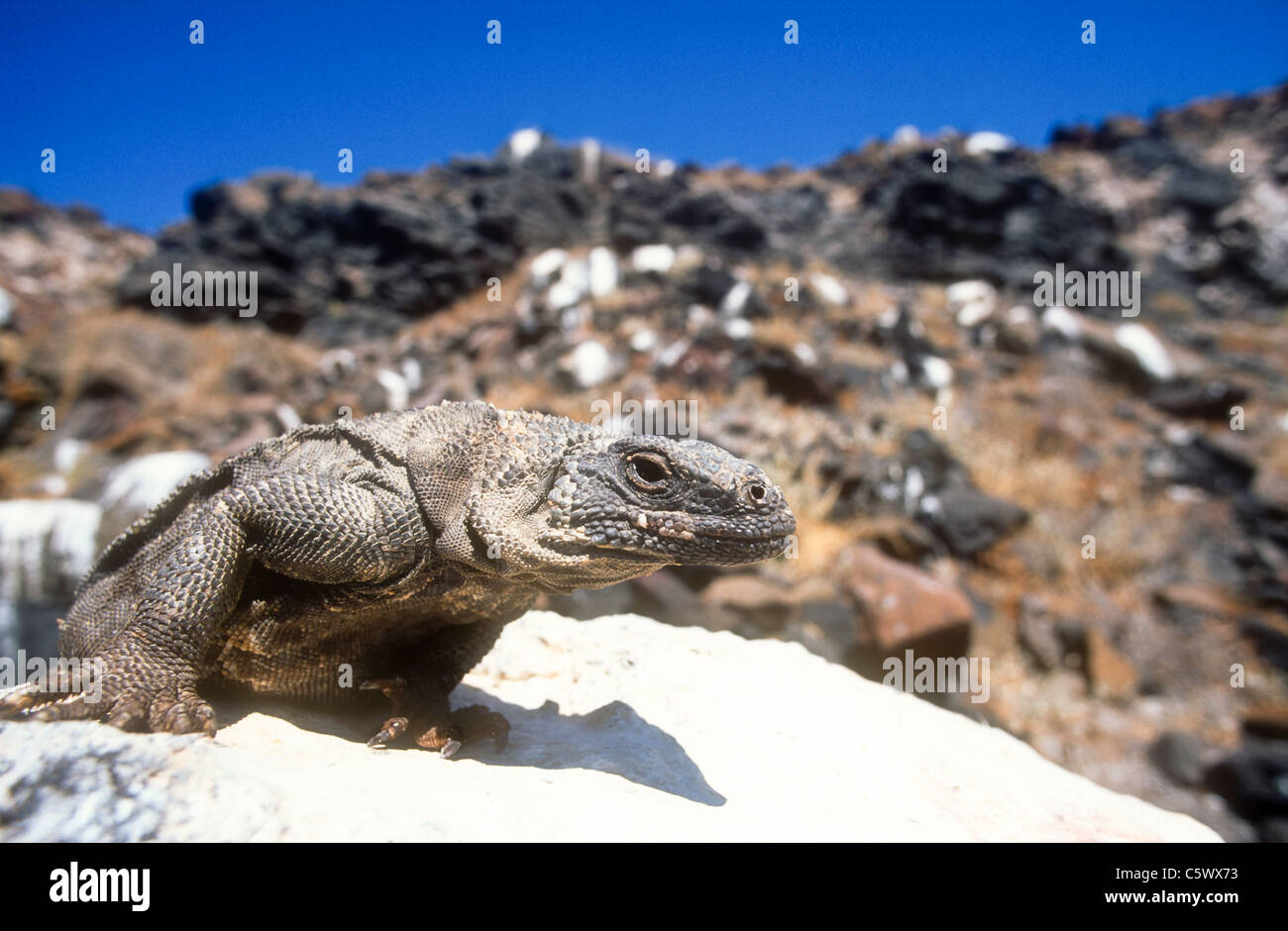 Spiny Chuckwalla, Sauromalus hispidus, Isla Ventana, Baja California ...