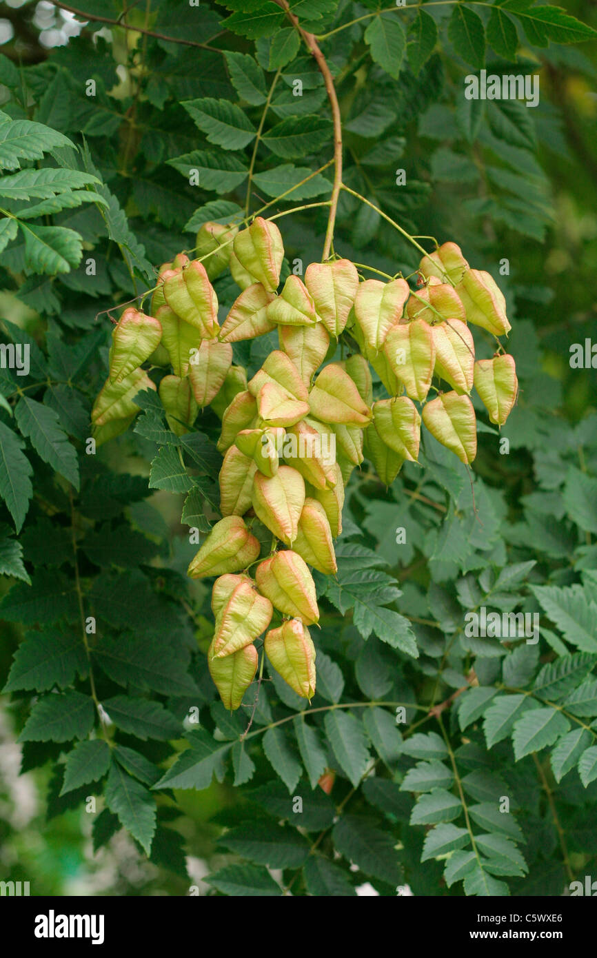 Golden rain tree (Koelreuteria paniculata Stock Photo - Alamy