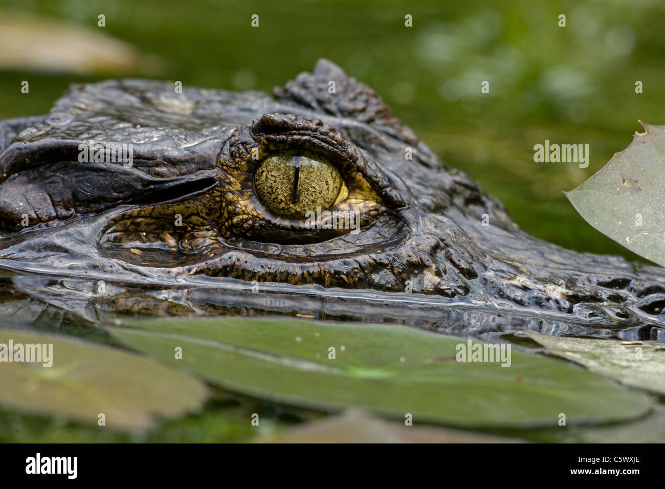 Spectacled Caiman -(Caiman crocodilus) - Costa Rica - Tropical ...