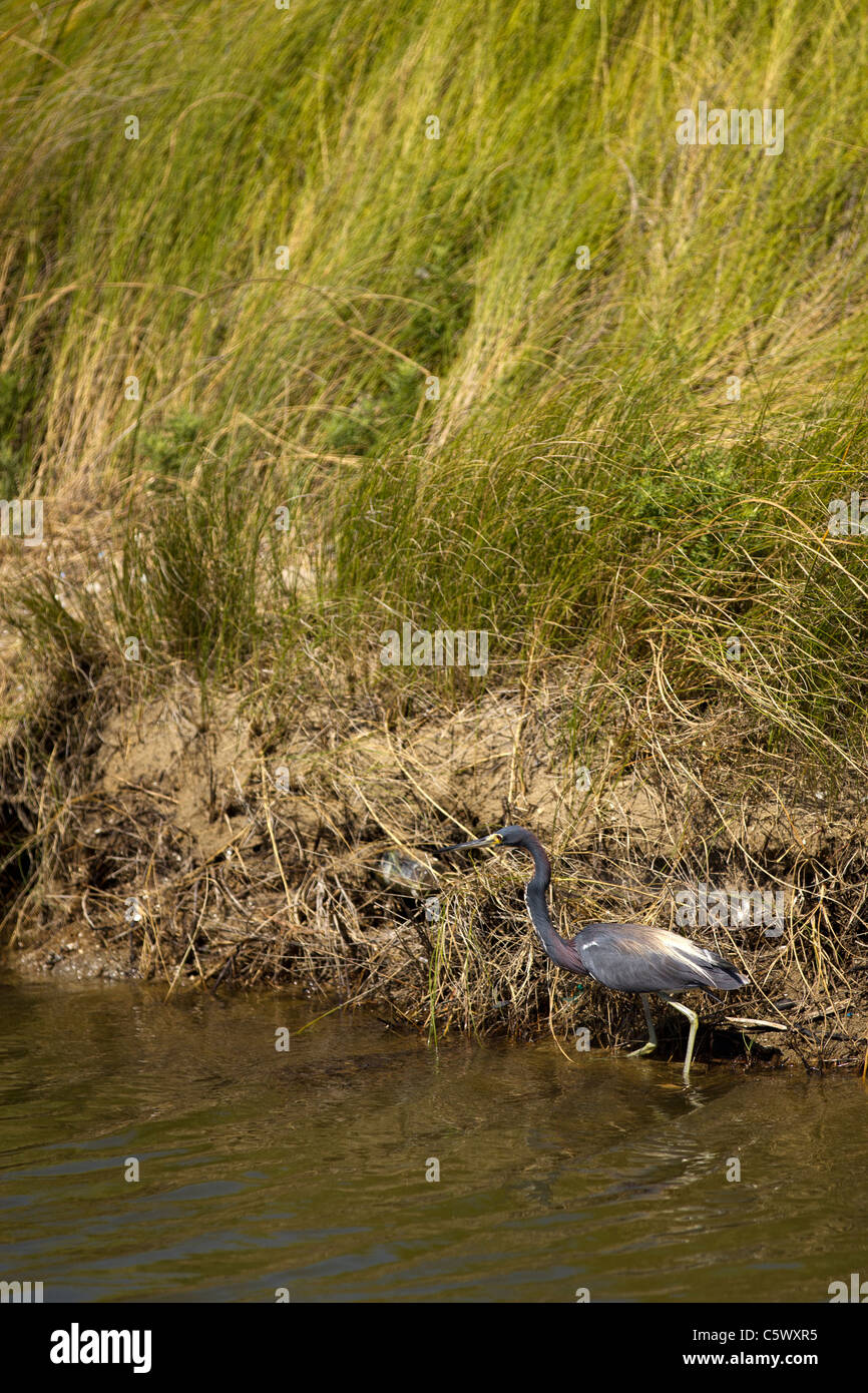A tricolored heron traversing a waterway Stock Photo - Alamy