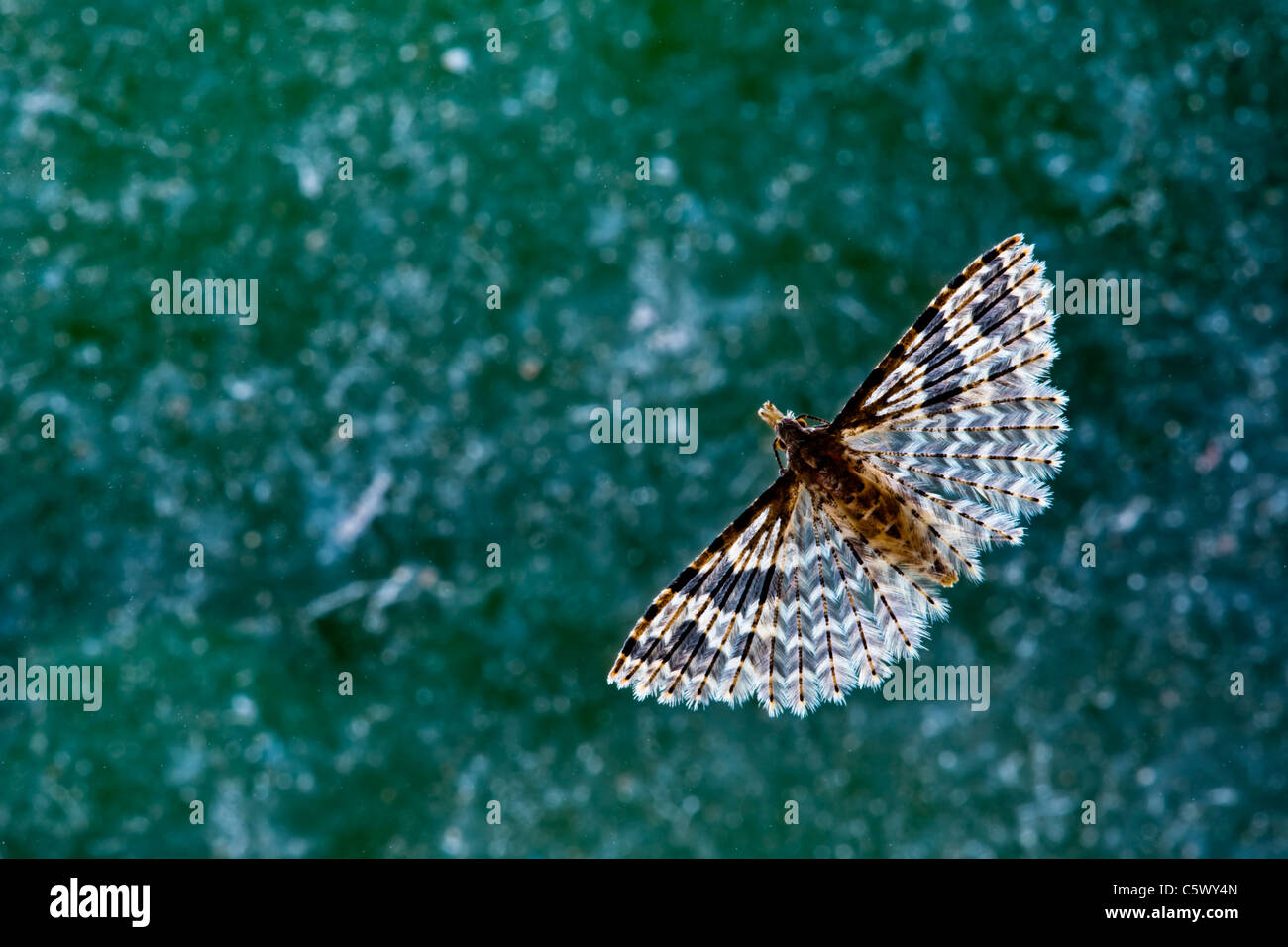 Many Plumed Moth resting on a window Stock Photo - Alamy