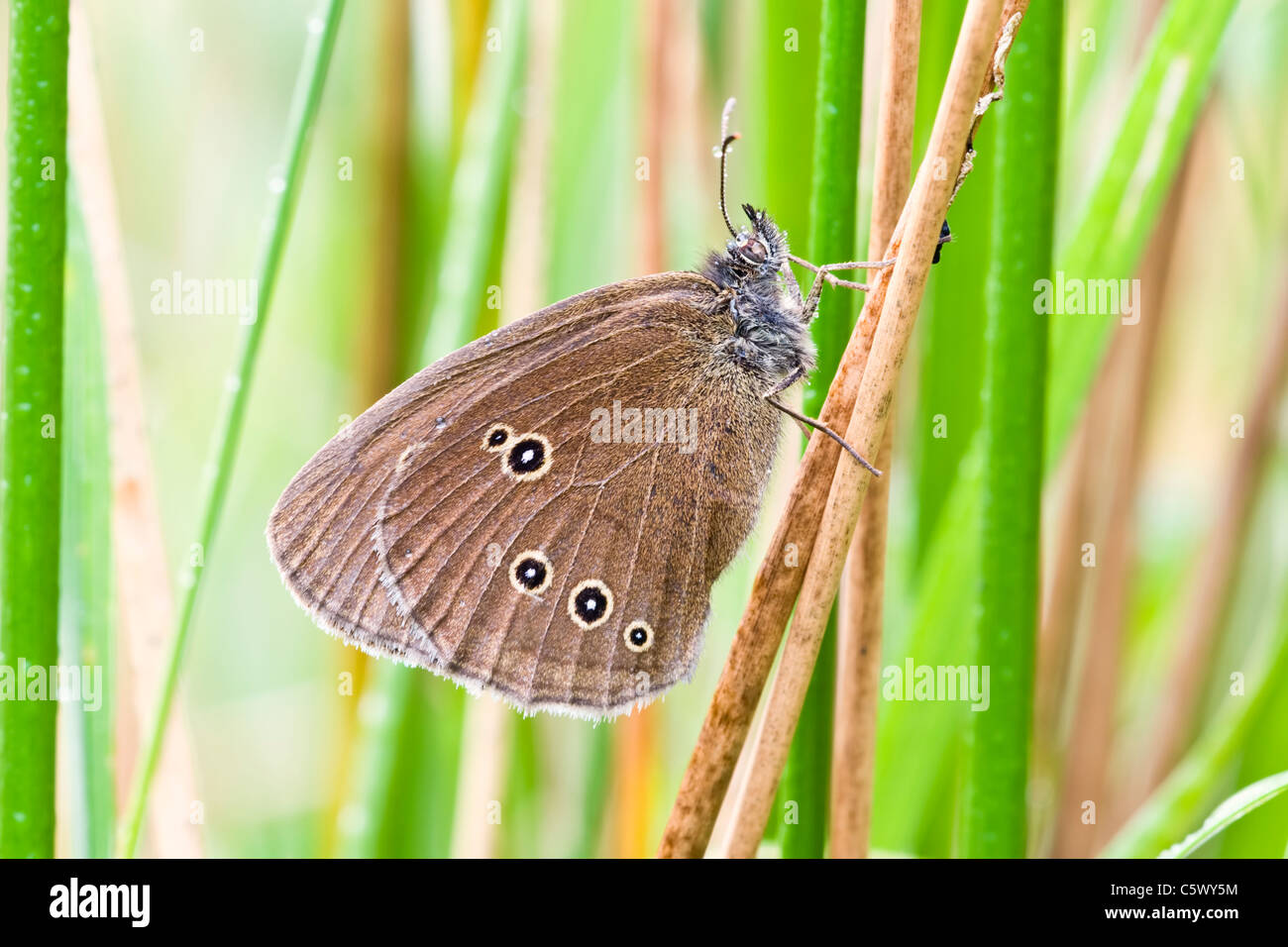 Ringlet Butterfly resting amongst soft rush Stock Photo - Alamy