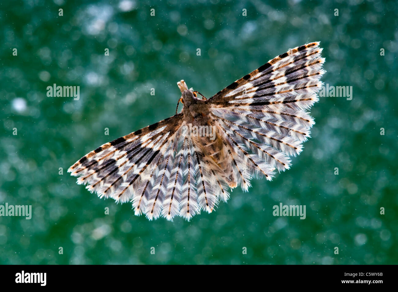 Moth hi-res stock photography and images - Alamy