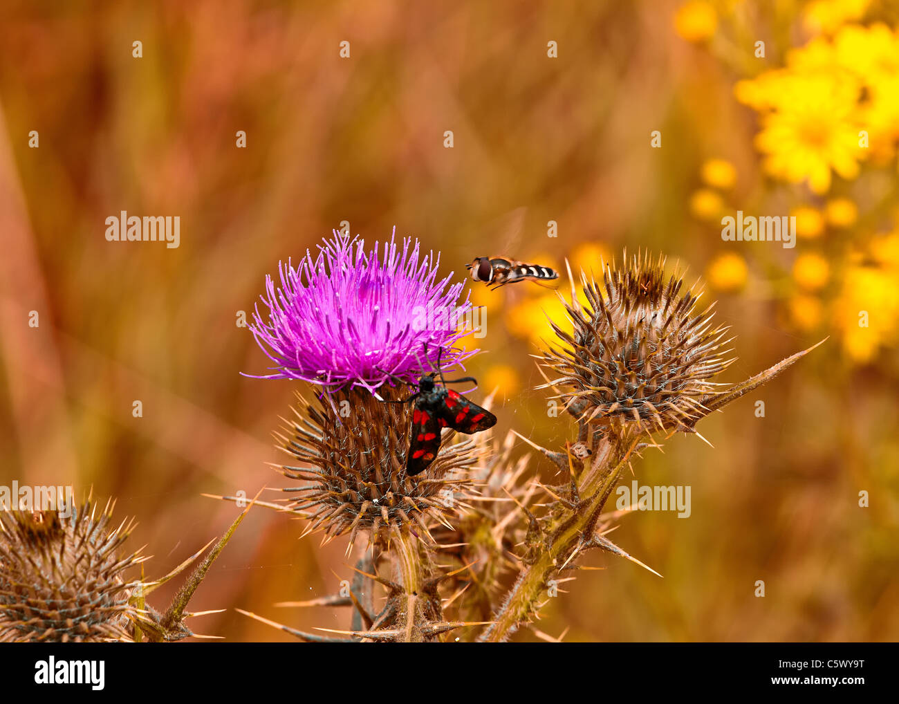 Thistle with insects Stock Photo - Alamy