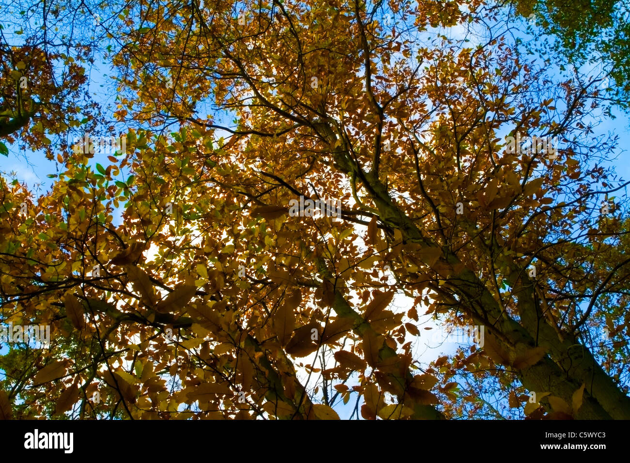 Trees angles hi-res stock photography and images - Alamy
