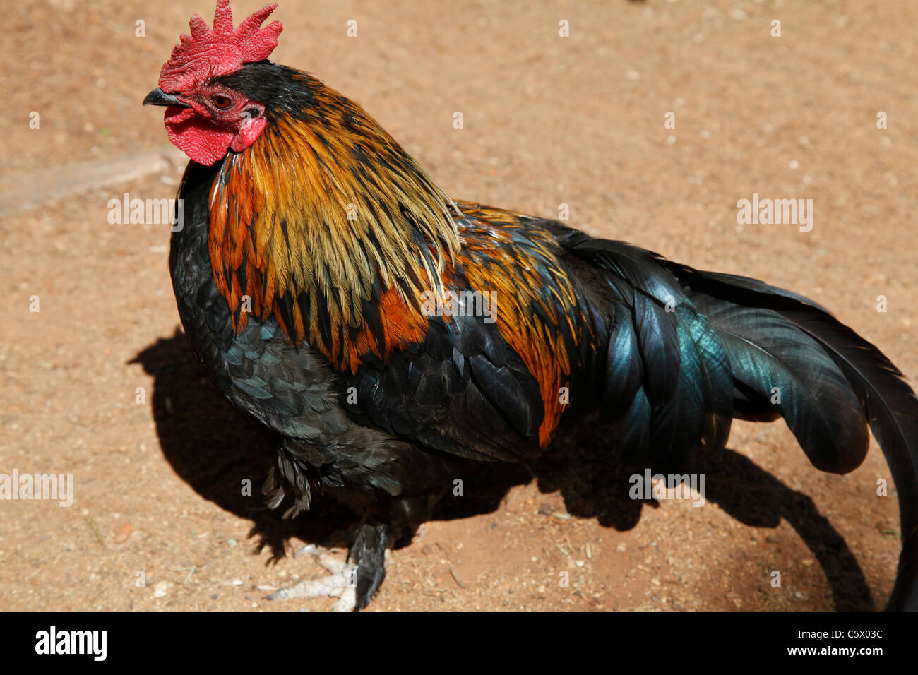 A portuguese rooster Stock Photo - Alamy