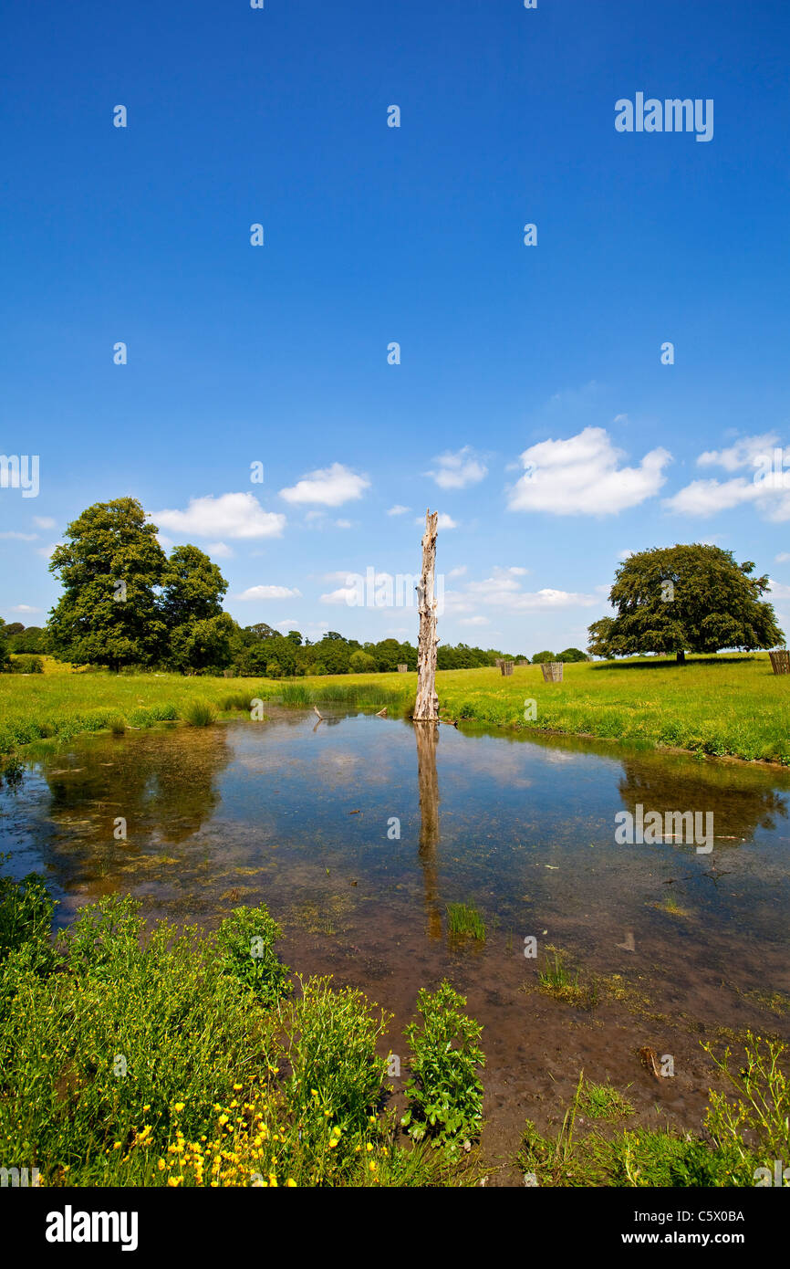 Dead tree in water hi-res stock photography and images - Alamy