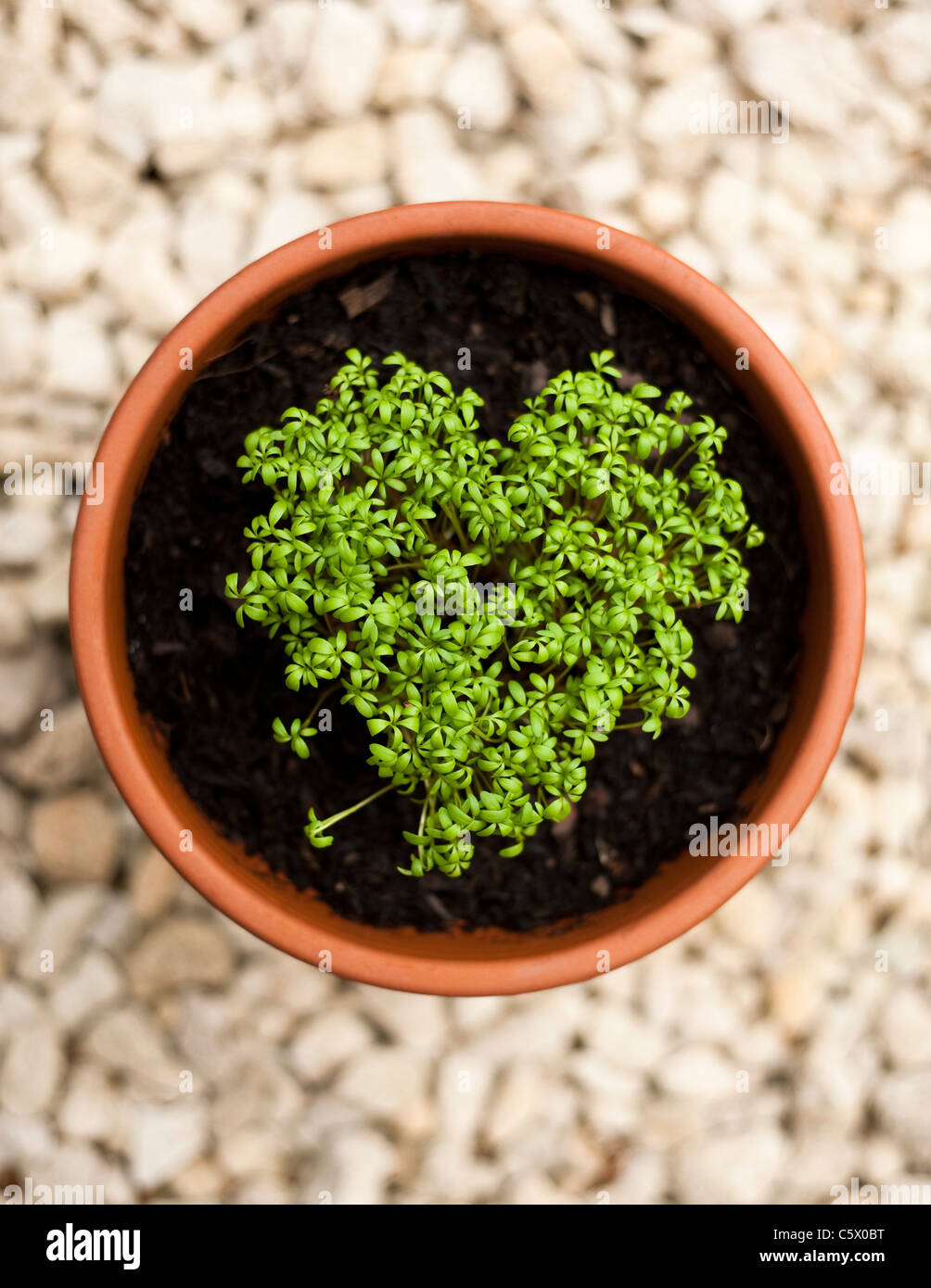 Cress germinating hi-res stock photography and images - Alamy
