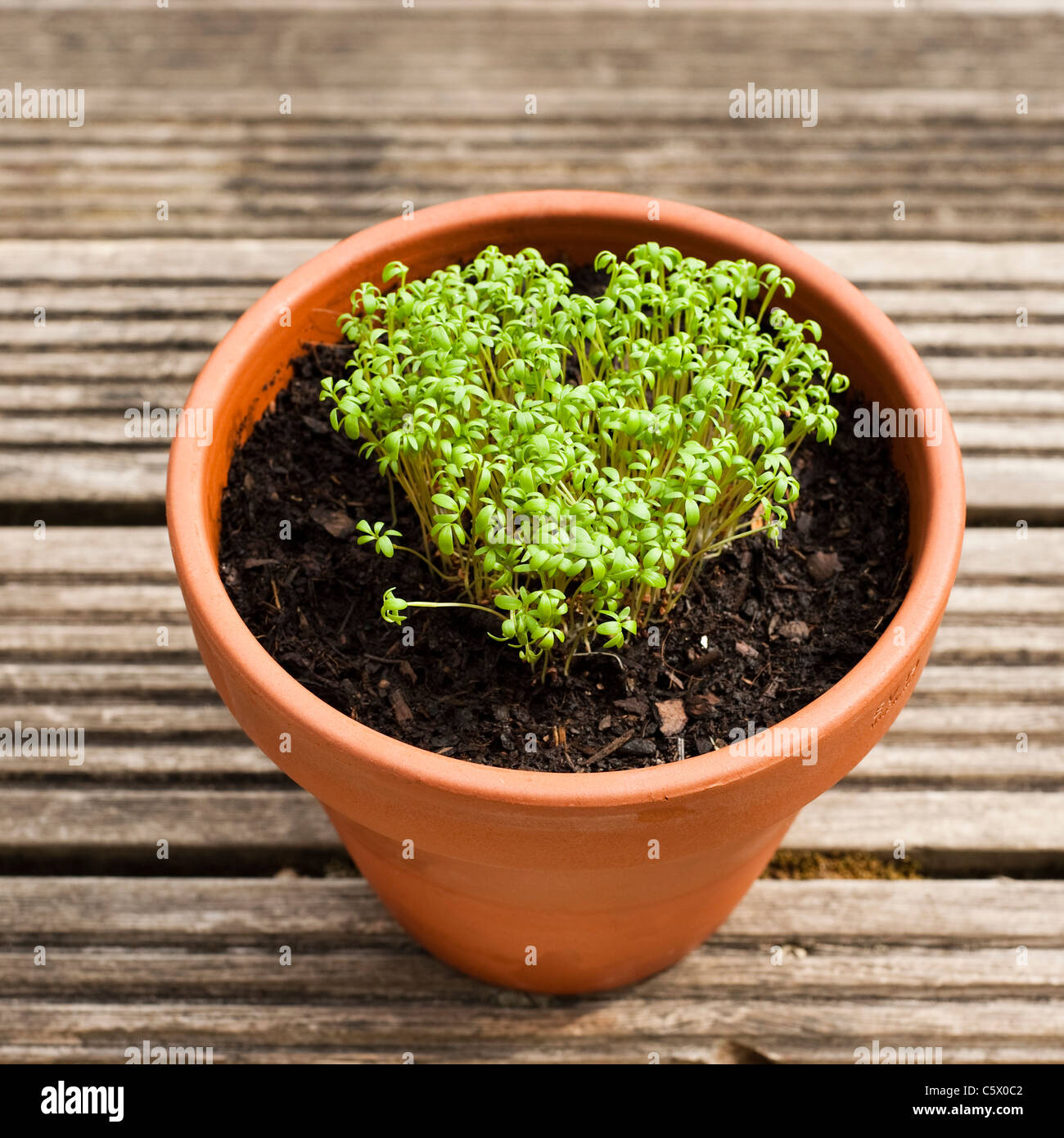 Lepidium sativum hi-res stock photography and images - Alamy