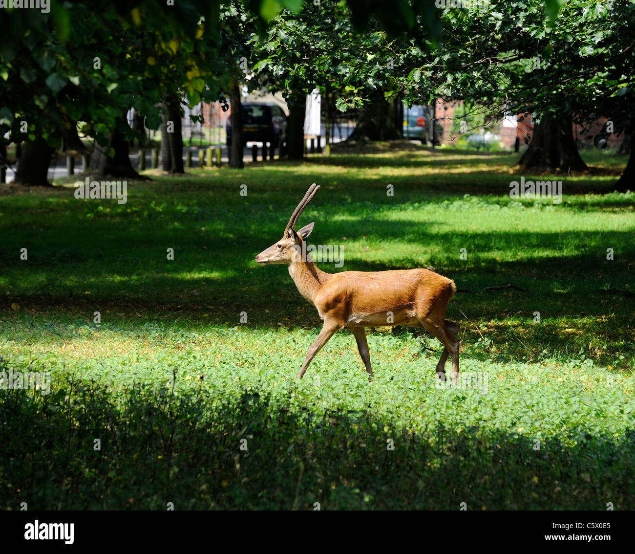 red deer prancing through parkland nottingham england uk Stock Photo ...