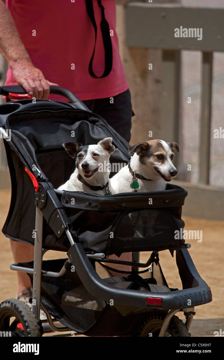 Dogs in prams hi-res stock photography and images - Alamy