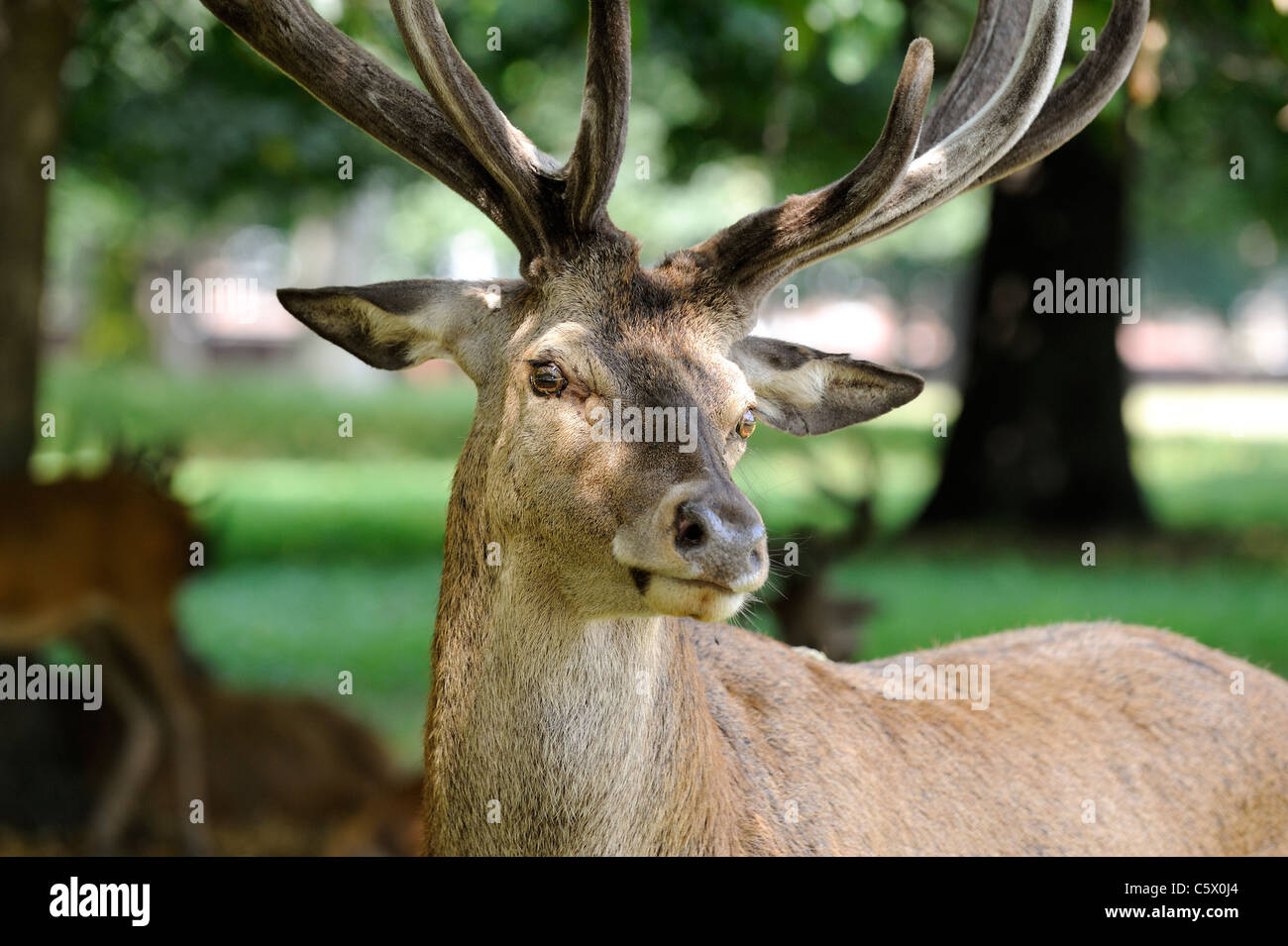 Deer close hi-res stock photography and images - Alamy