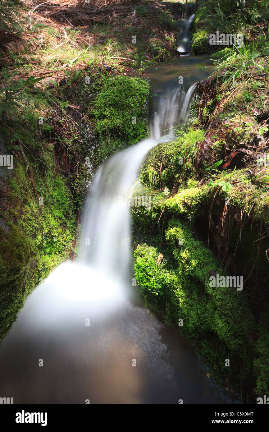 Cascading forest stream in California mountains Stock Photo - Alamy
