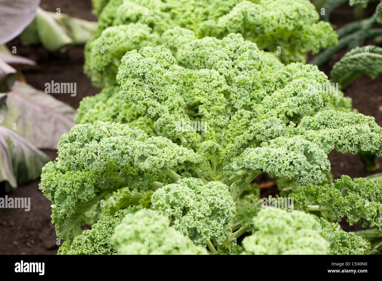 Redbor kale hi-res stock photography and images - Alamy