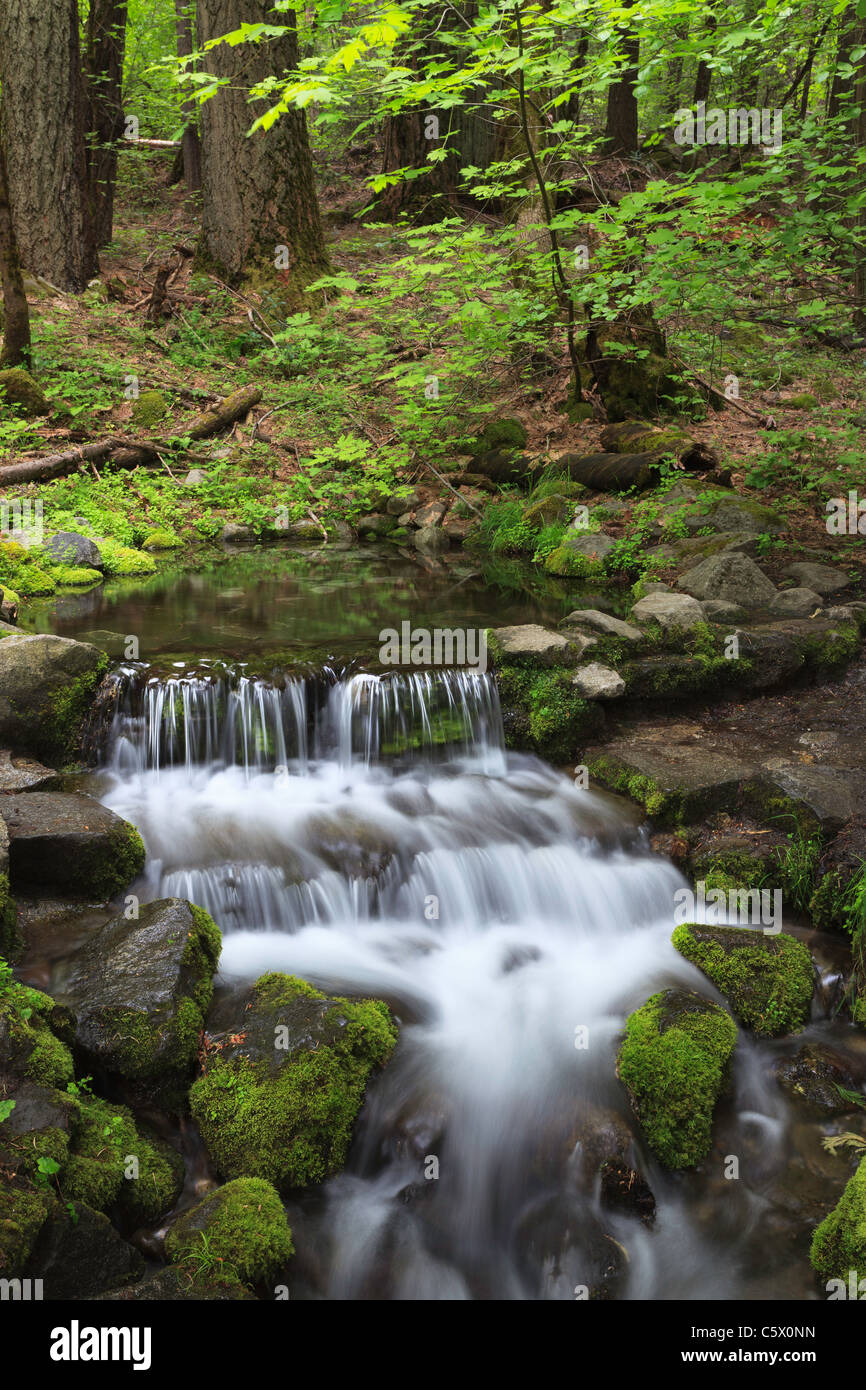 Forest water runoff hi-res stock photography and images - Alamy