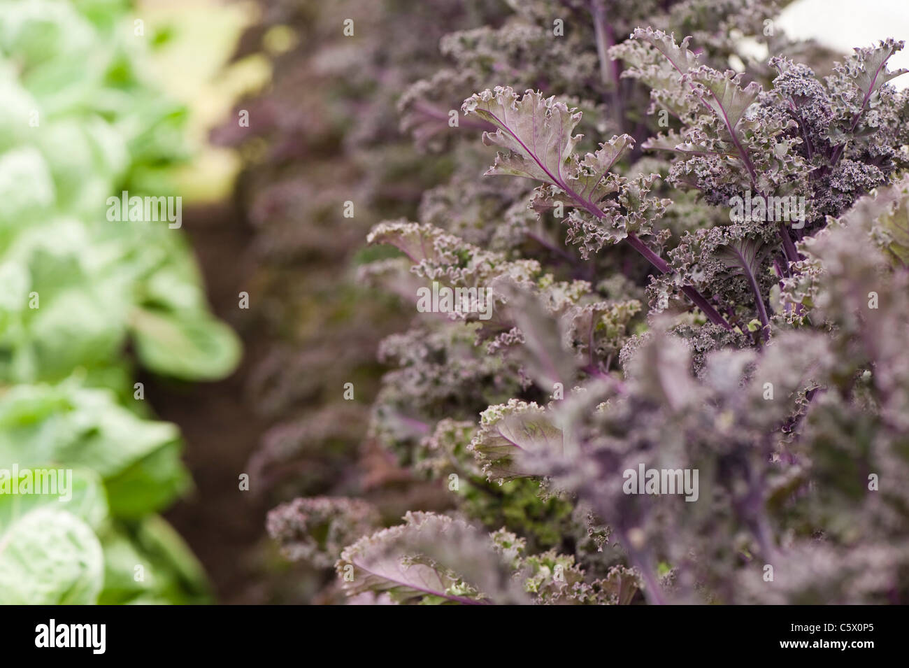 Edible kale flower hi-res stock photography and images - Alamy