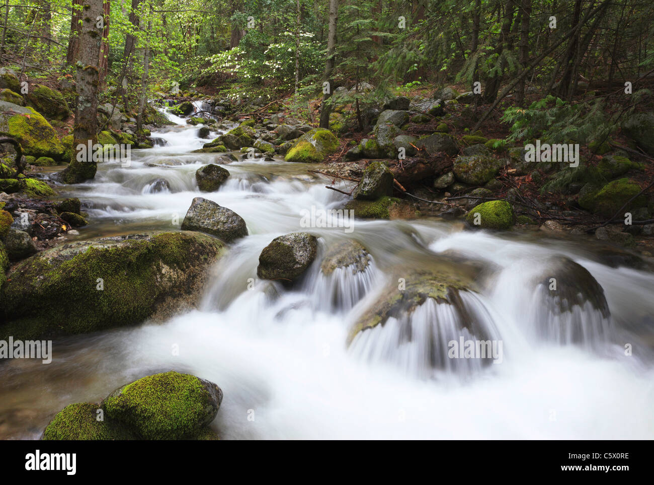 Water runoff california forest hi-res stock photography and images - Alamy