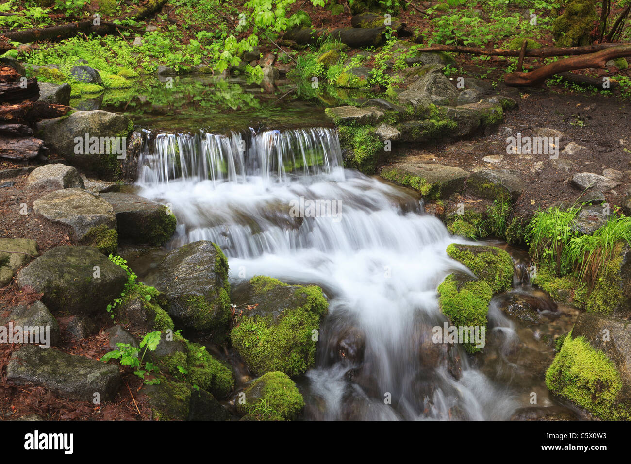 Water cascading from Fern Spring in Yosemite Valley (California Stock ...
