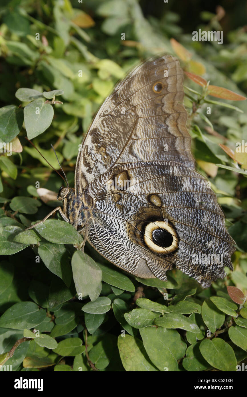 The Owl Caligo eurilochus Tropical Butterfly House, Wildlife & Falconry ...
