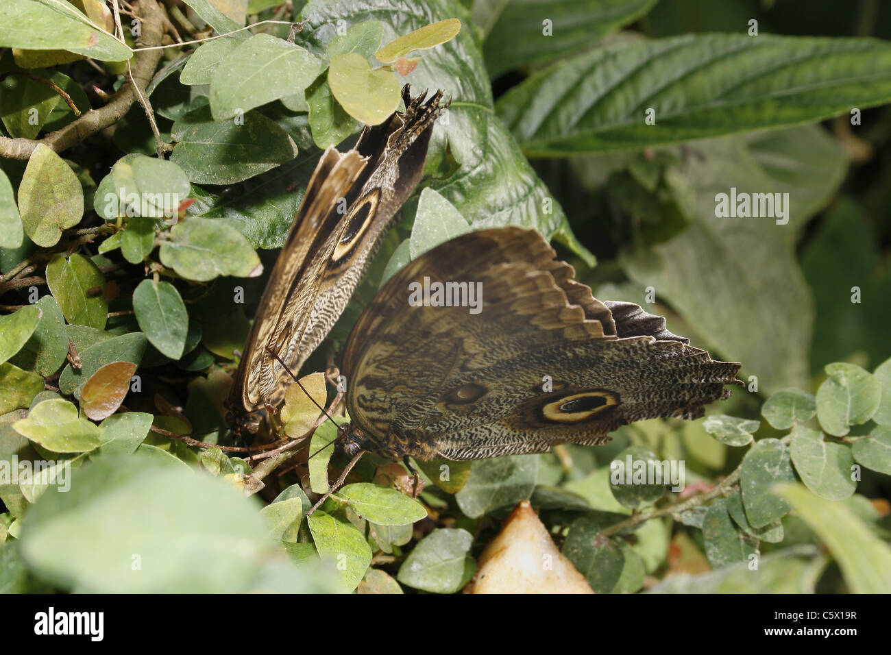 The Owl Caligo eurilochus Tropical Butterfly House, Wildlife & Falconry ...