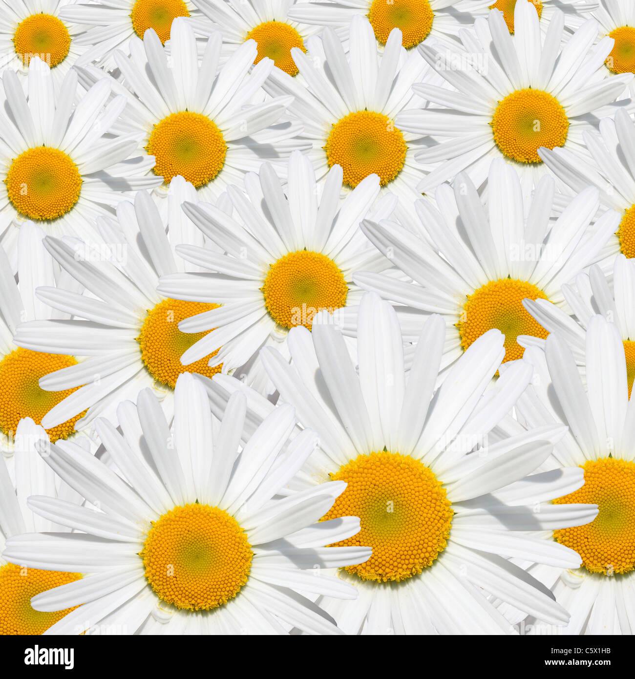 Daisy flower texture Stock Photo - Alamy