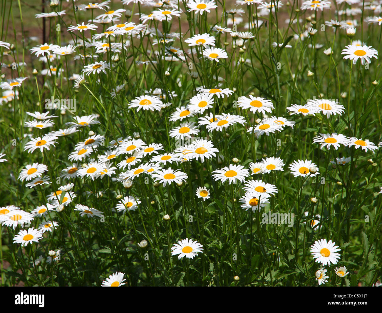 field of daisy flowers Stock Photo - Alamy