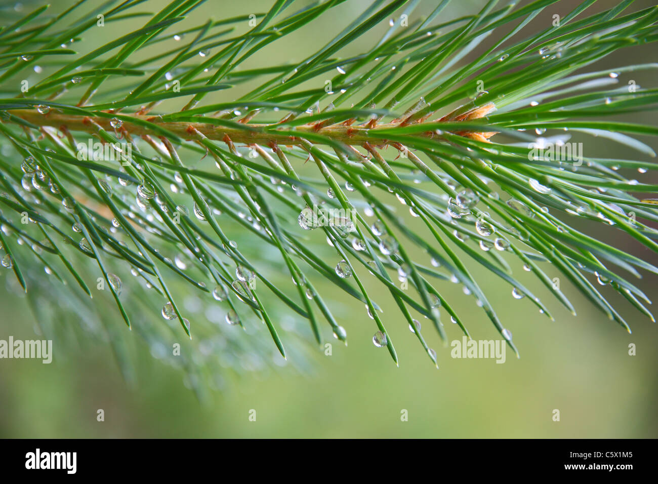 Close up of Pine tree branch spruce dew Stock Photo - Alamy