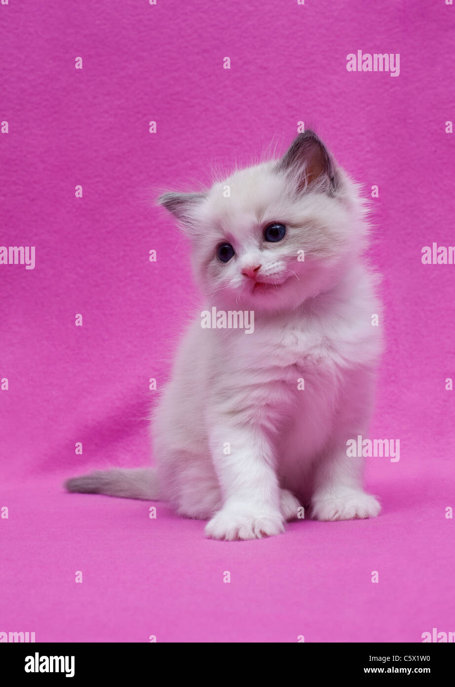 white sweet ragdoll kitten on pink furry background Stock Photo - Alamy