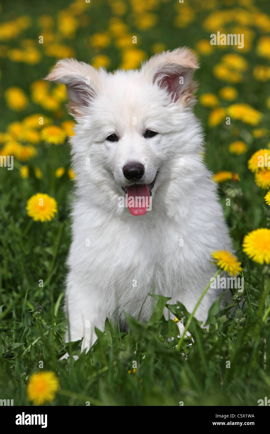 Happy laughing baby adorable little hi-res stock photography and images ...