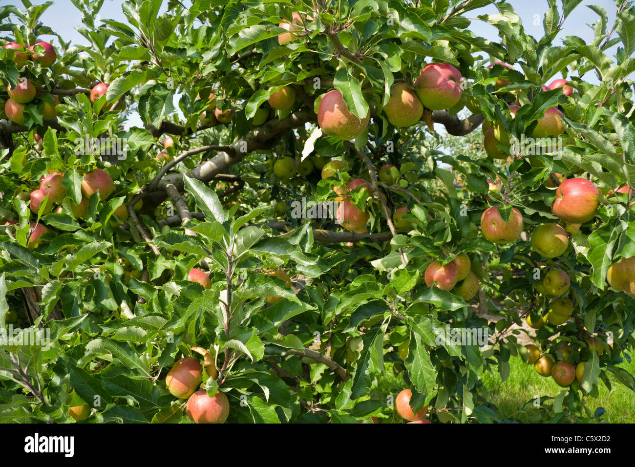 Apples growing france hi-res stock photography and images - Alamy