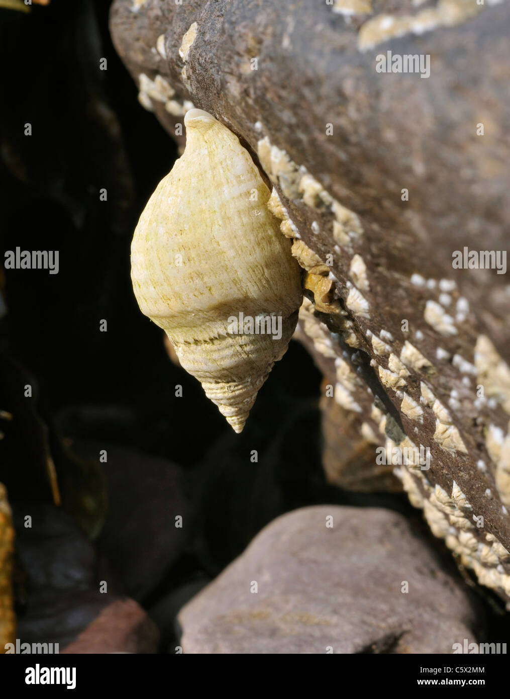 Dog whelk barnacles hi-res stock photography and images - Alamy
