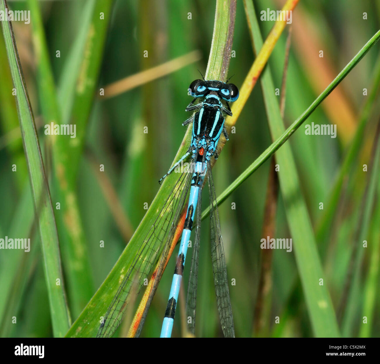 Rare damselfly hi-res stock photography and images - Alamy