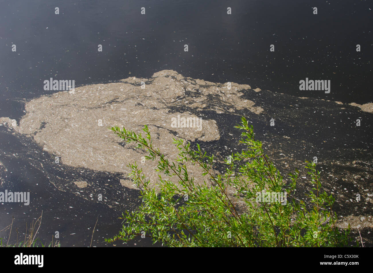 Freshwater surface hi-res stock photography and images - Alamy