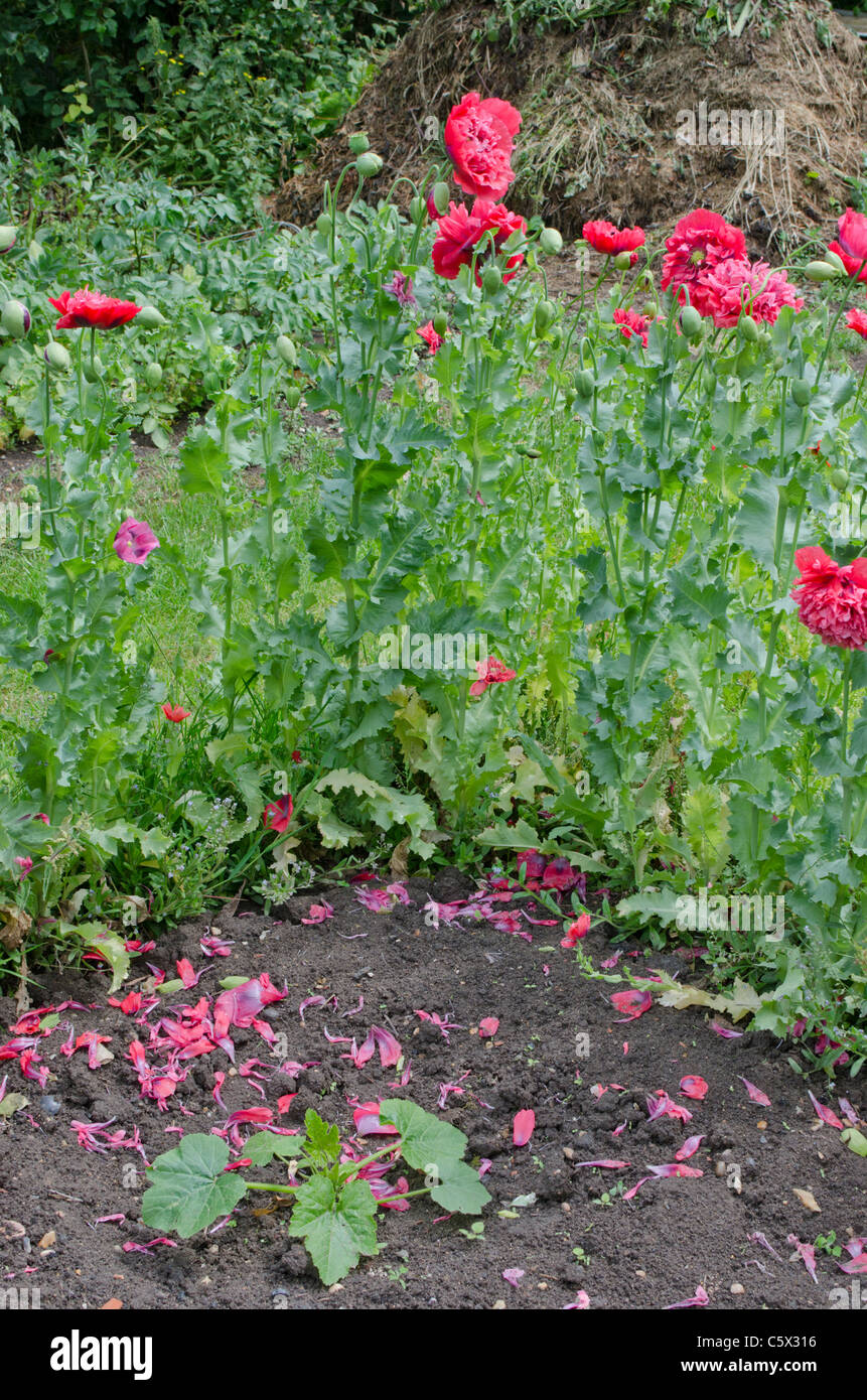Adding colour to a rural vegetable garden, Oriental poppy, Papaver ...