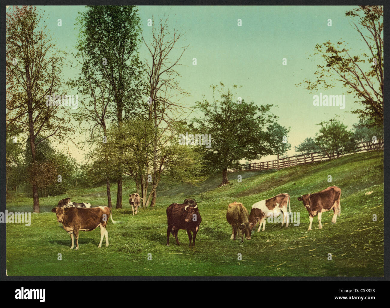 Cows in Field - Old colored photo, circa 1902 Stock Photo - Alamy