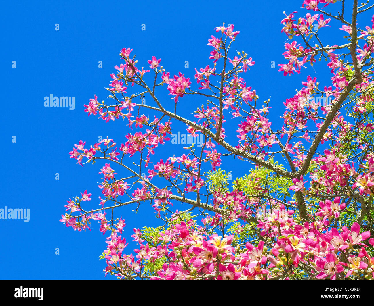 tree in pink blossom, Spain, Andalusia Stock Photo - Alamy