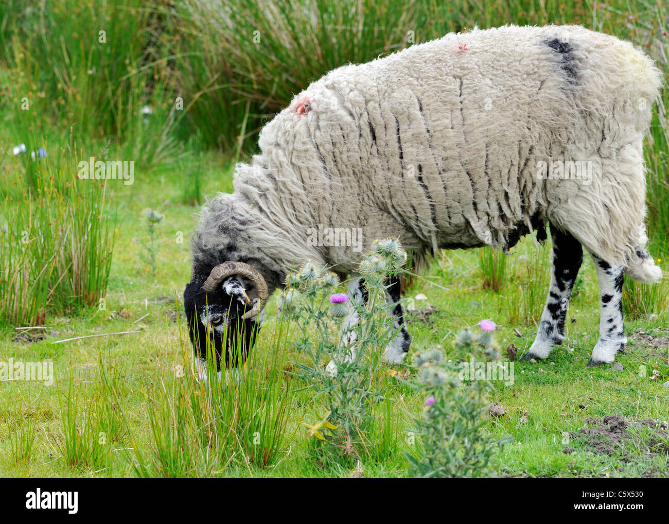 Swaledale sheep grazing on moorland pasture, Startindale, Yorkshire ...