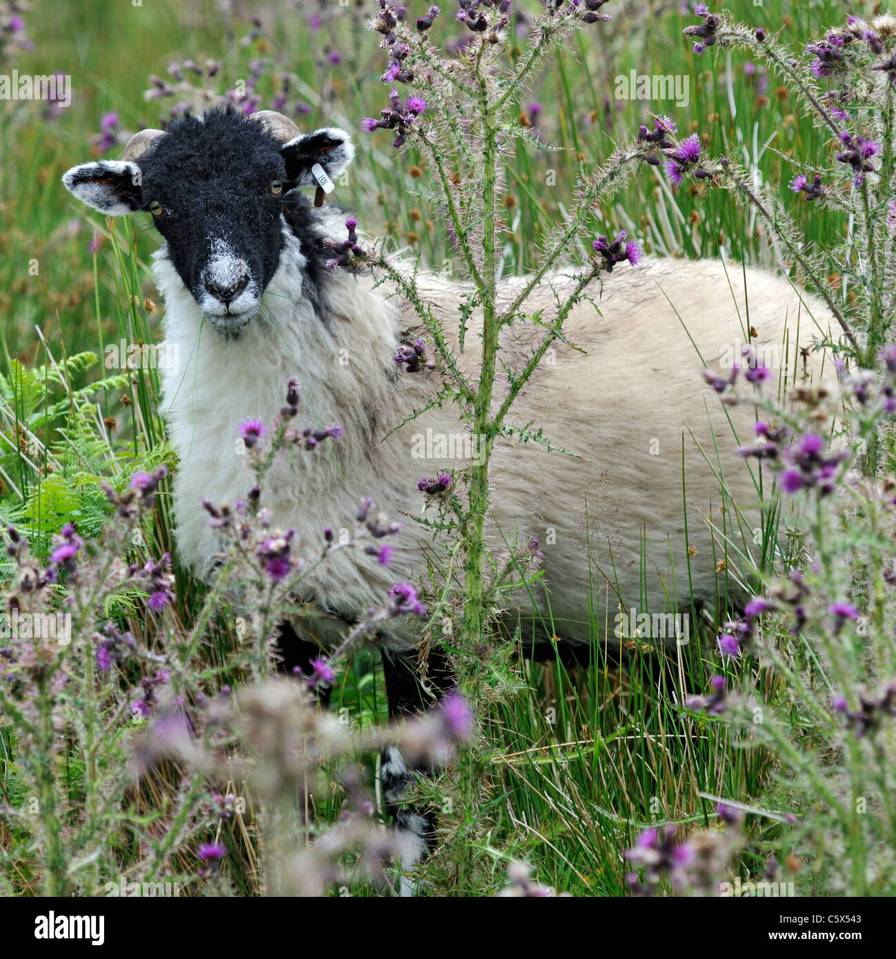 Swaledale sheep hi-res stock photography and images - Alamy