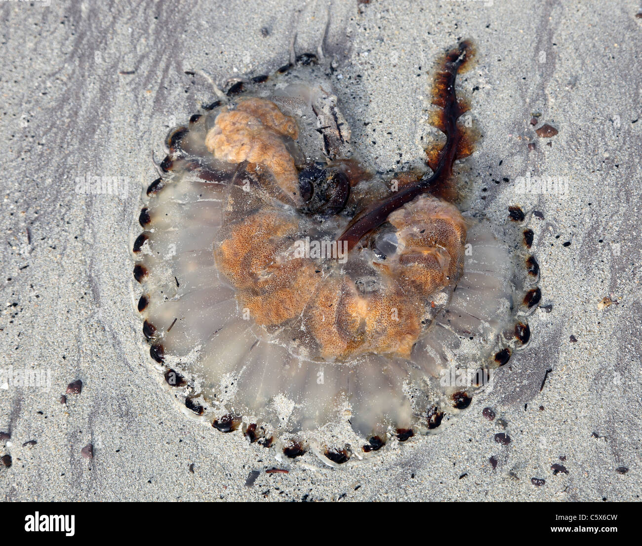 Jellyfish stranded on an Irish beach Stock Photo - Alamy