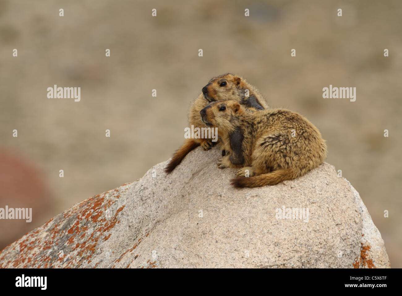 Mormots in Ladakh, India Stock Photo - Alamy