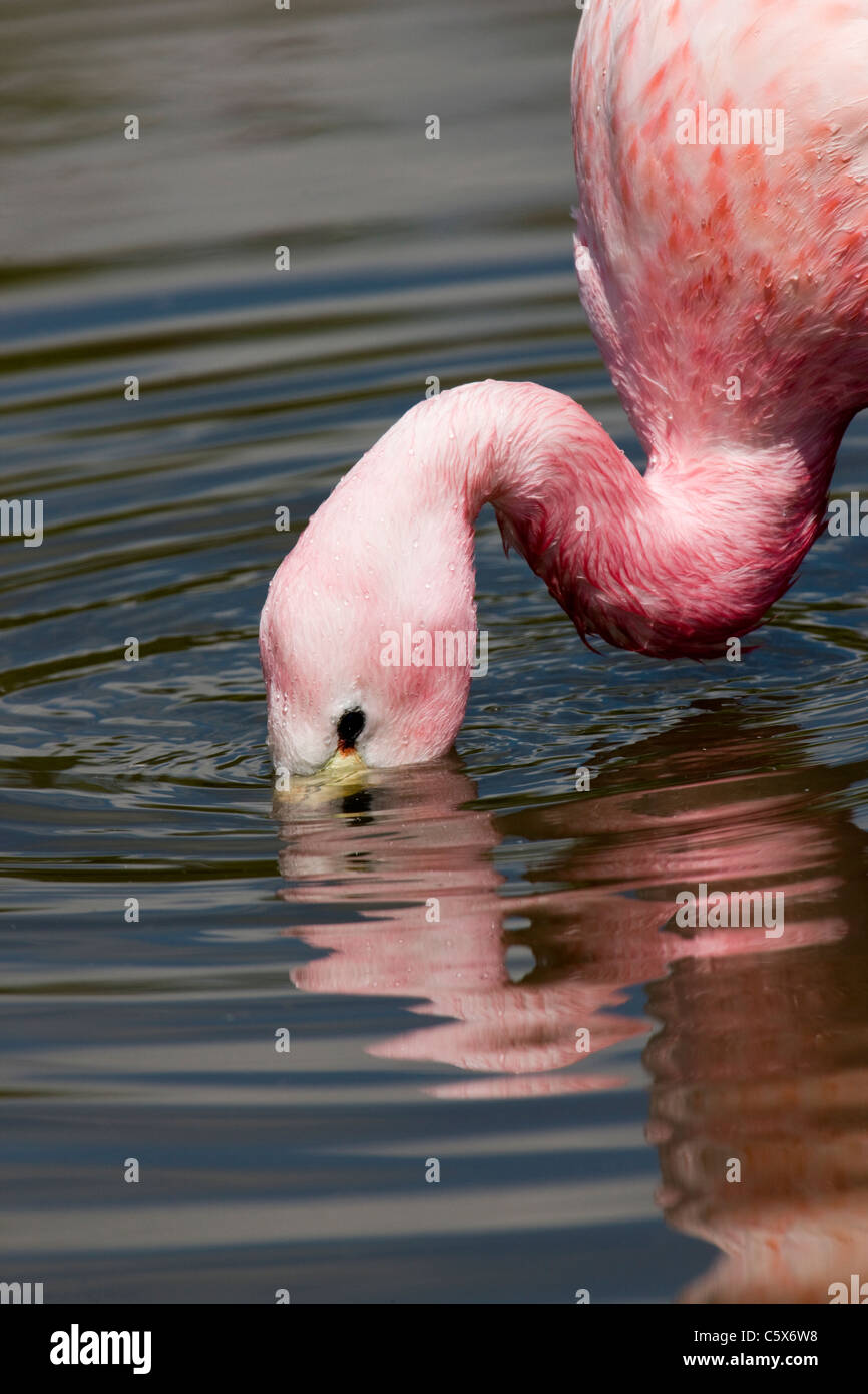 Pink flamingo reflected in the pond water at Slimbridge WWT Wetlands ...